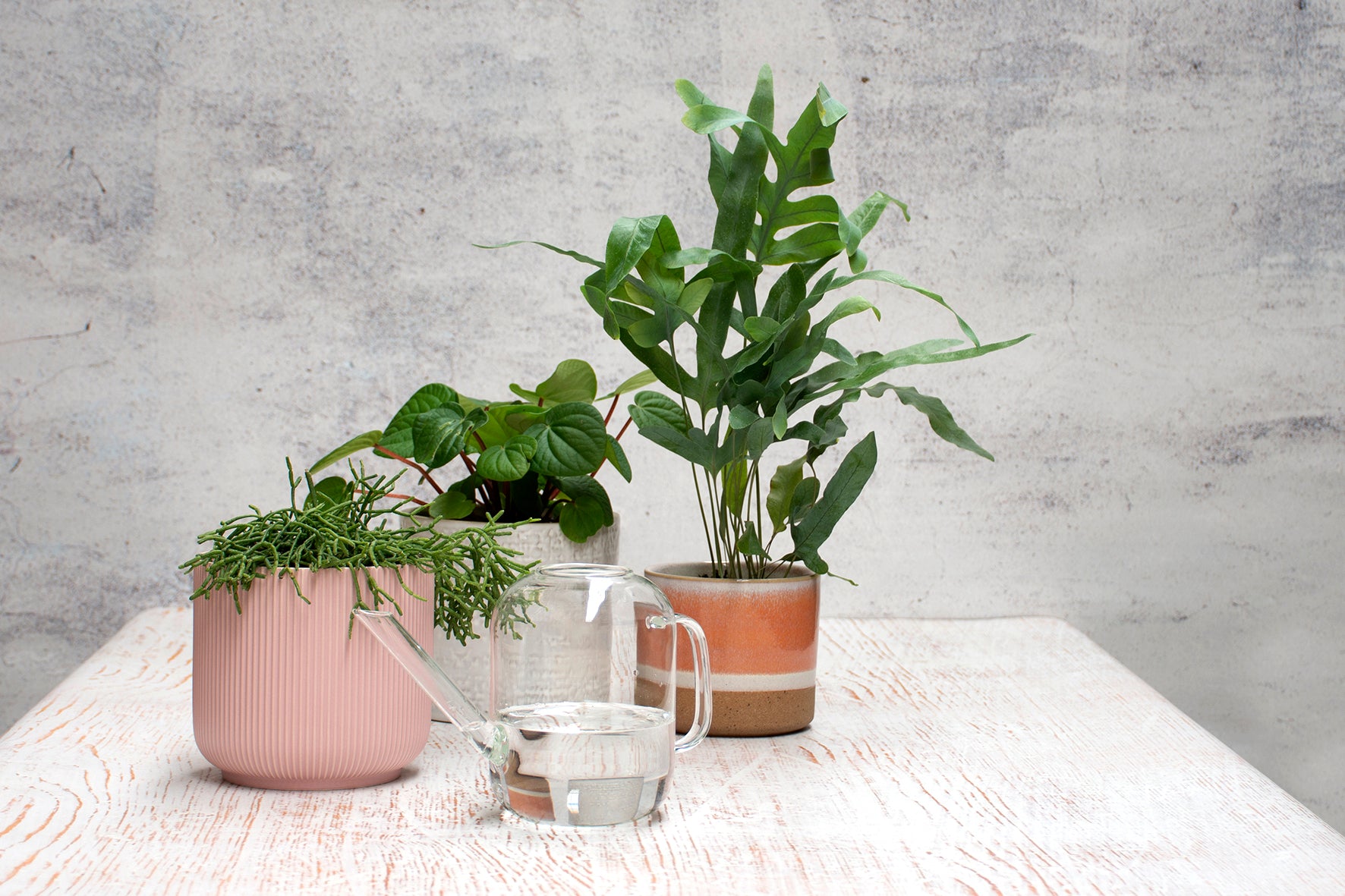 Urban Greens Glass Watering Can – RetroKitchen