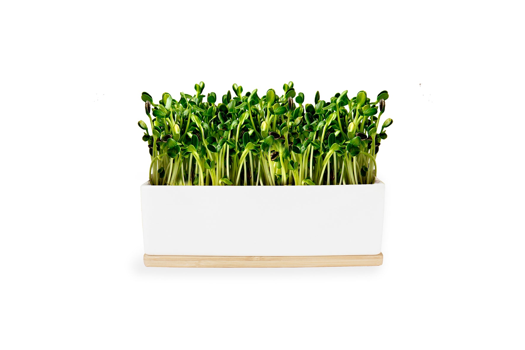 Urban Greens Sunflower Sprouts Mini Garden – RetroKitchen